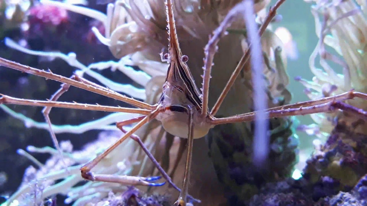 Alien spider crab from Mars - YouTube