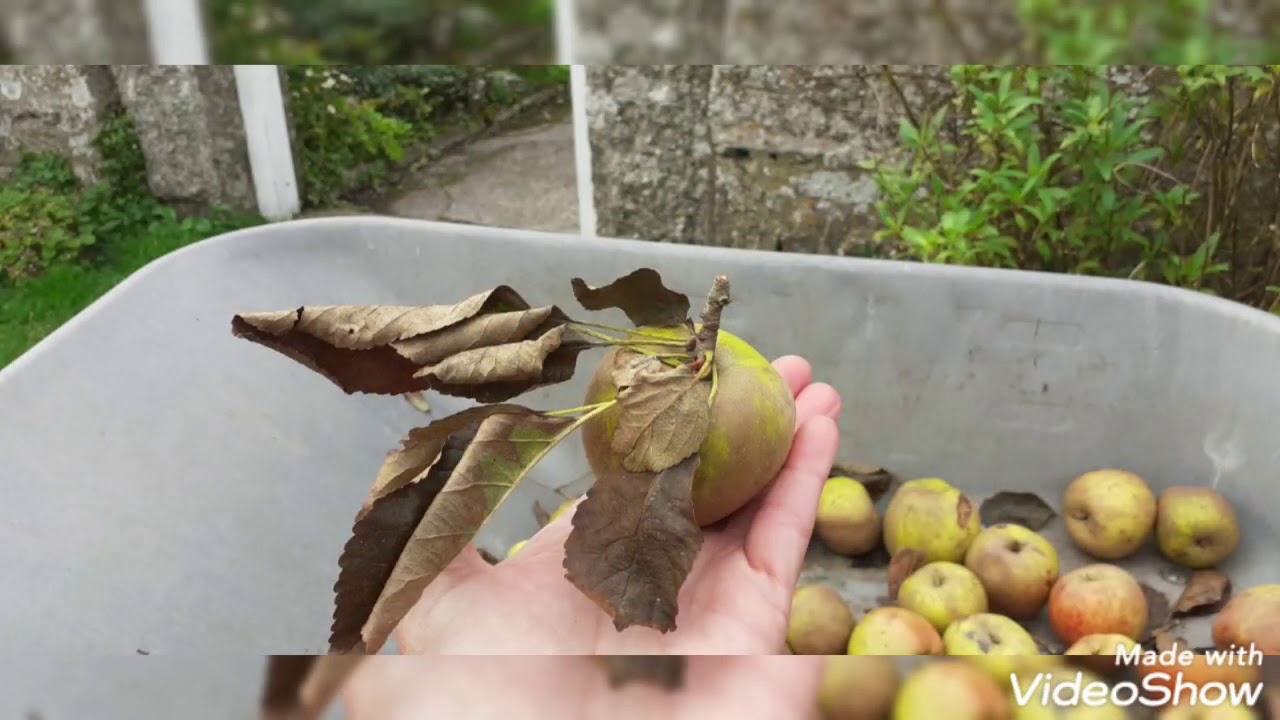 October stroll in Nature after the storm - YouTube