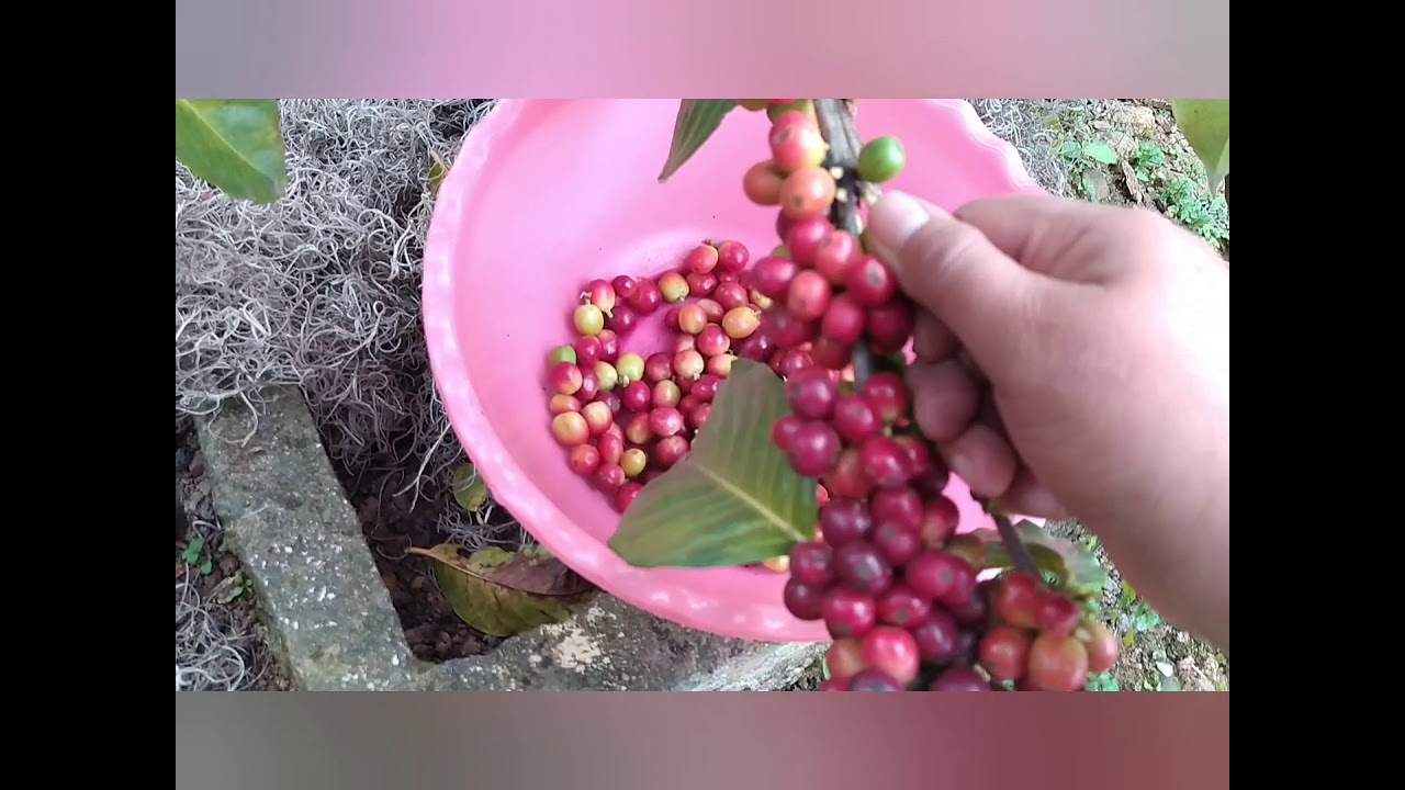 🌼💖 Temporada de Café, así el CORTE DE CAFE🌼💖 YO TOMANDO CAFE - YouTube