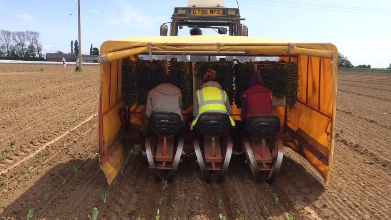 Mechanised cabbage transplanting in England - YouTube