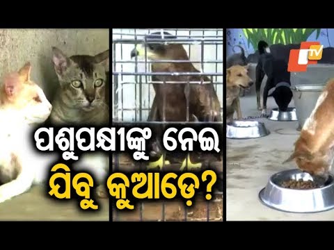 Post Fani, animal lovers seek help from public to rebuild animal ...