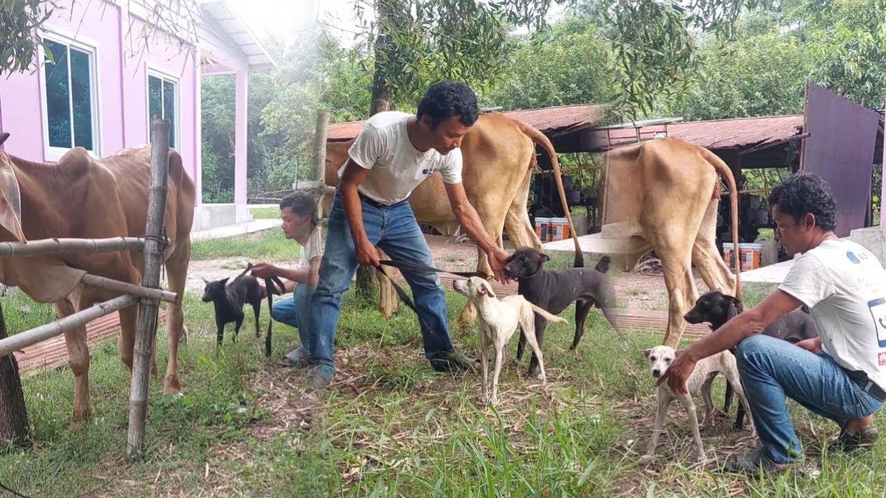 Dogs and cow Breeding new varieties - YouTube