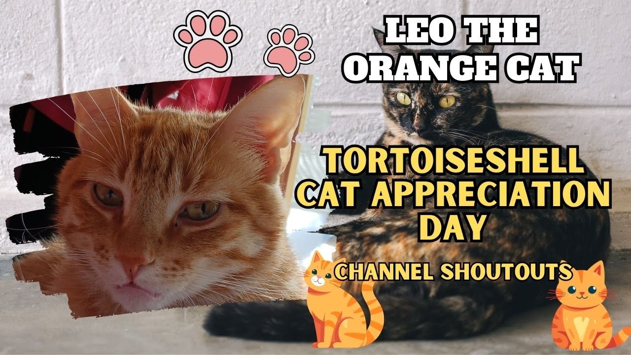 Tortoiseshell Cat Appreciation Day with Leo the Orange Cat! - YouTube