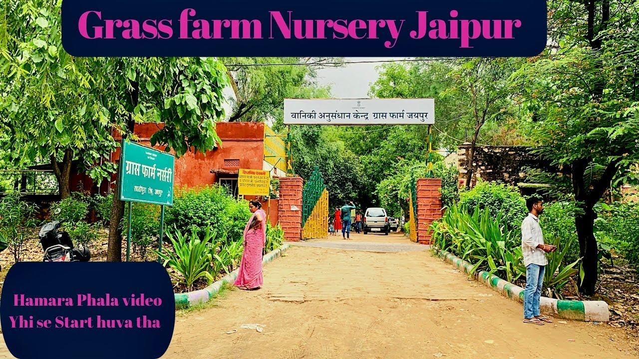 Grass Farm Nursery Jaipur | Again visit After 1 Year | Very Cheap Price ...
