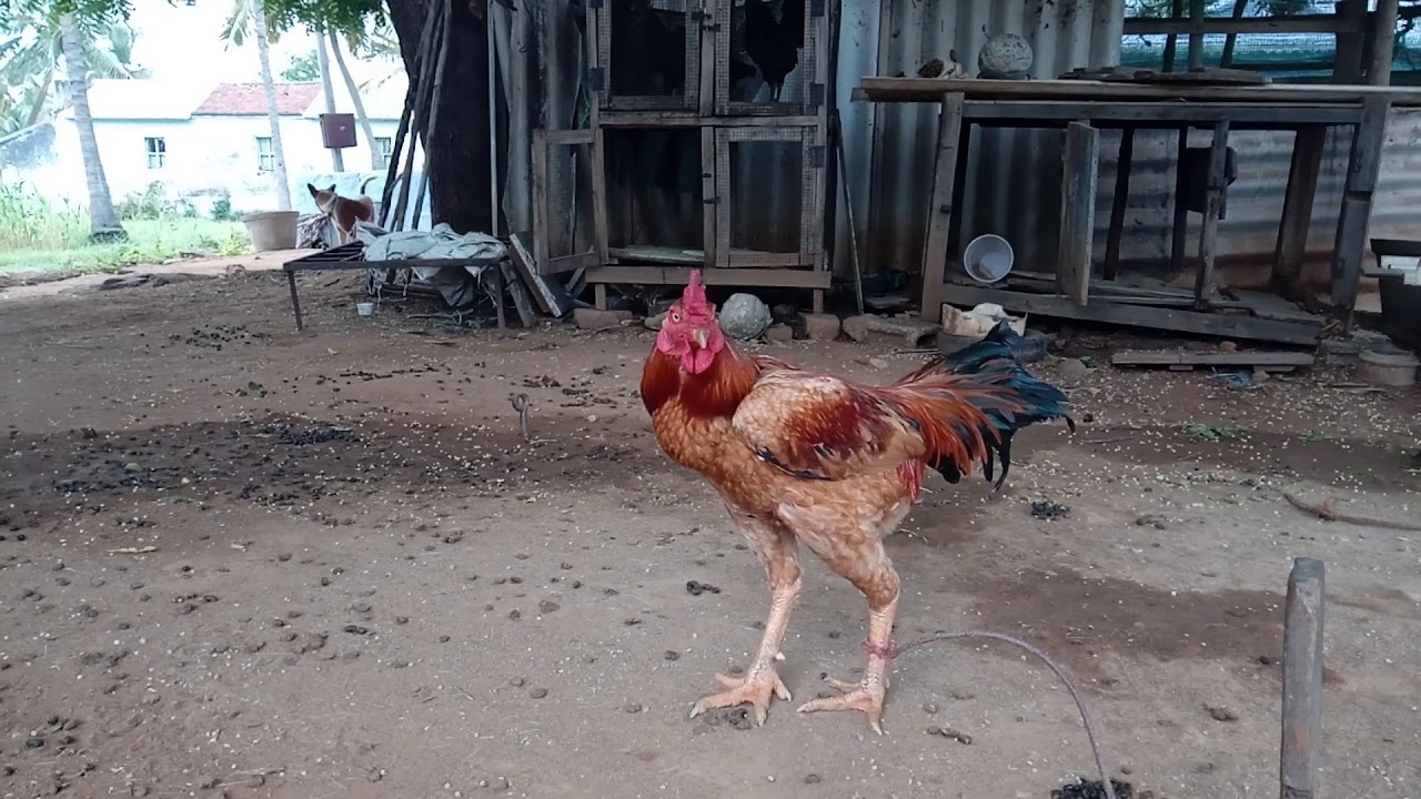 Sandai seval for sale - YouTube