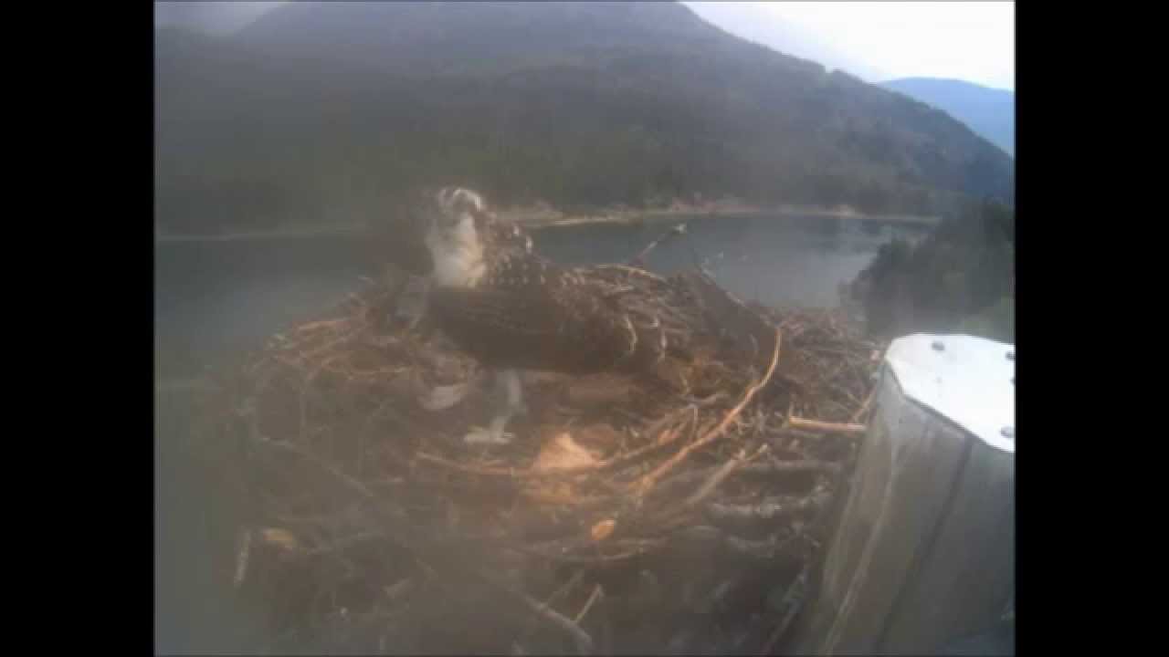 Nelson BC Osprey Arrow returns from 17 min flight 11:21am 8-14-2015 ...