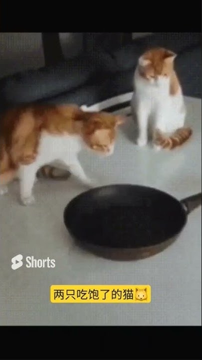 猫咪:下顿吃鱼还是吃虾?交给上帝吧 猫 Cats Youtube