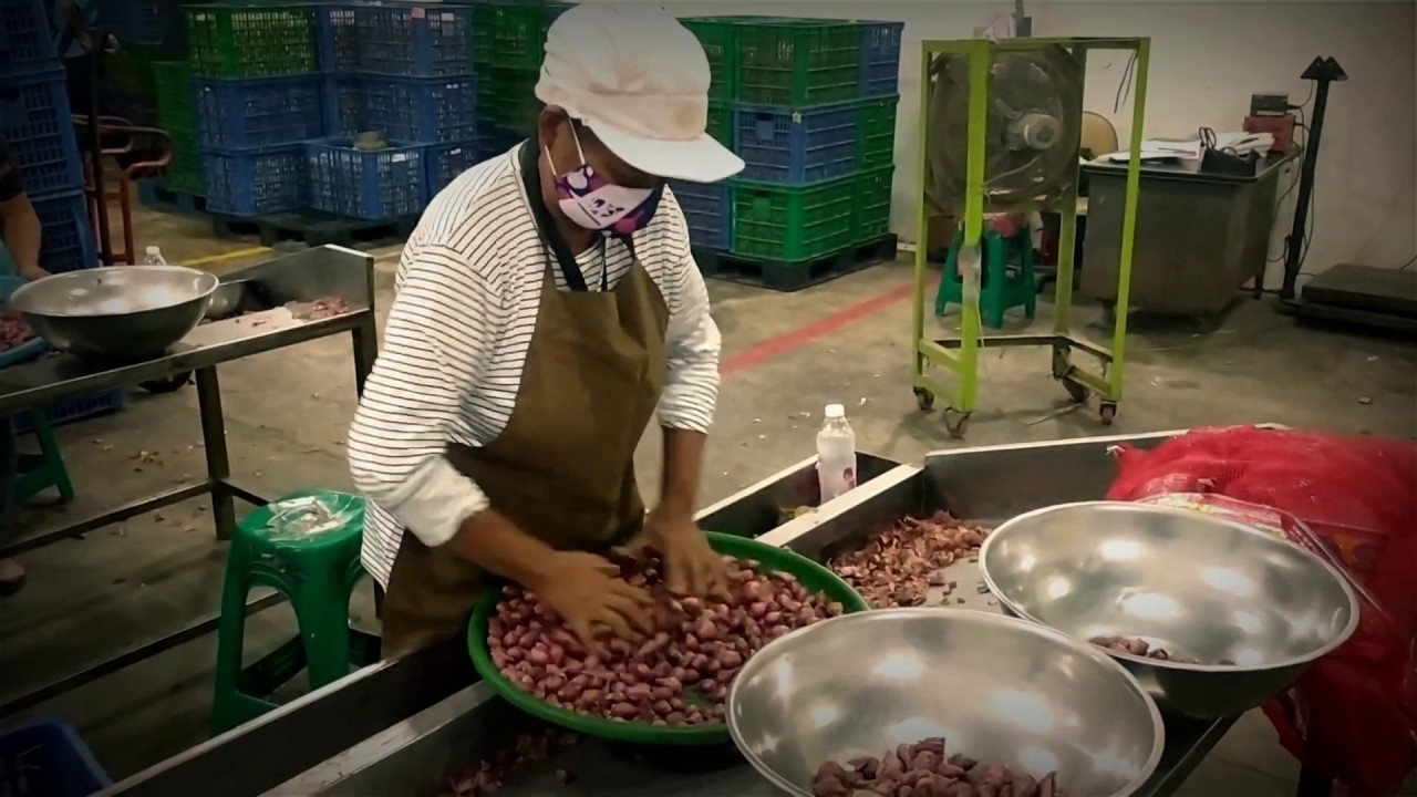 Launching Masker Worldfarm - YouTube