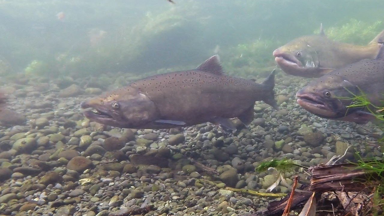 Chinook Salmon Returning to Spawn Autumn 2020 - YouTube