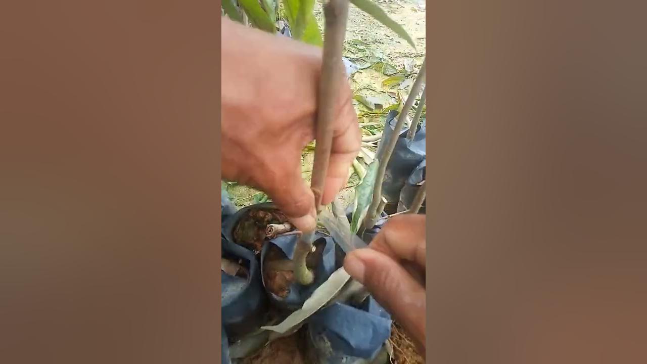 @cara mudah sambung sisip durian - YouTube