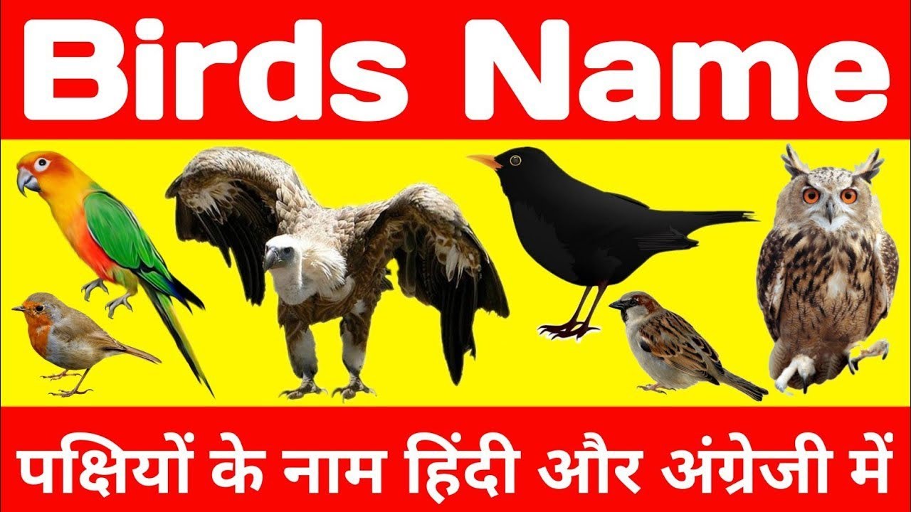 15 Birds name in hindi and english | birds name | pakshiyon ke naam ...