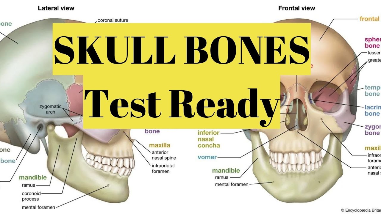 Skull Walkthrough Anatomy and Physiology Exam Prep - YouTube