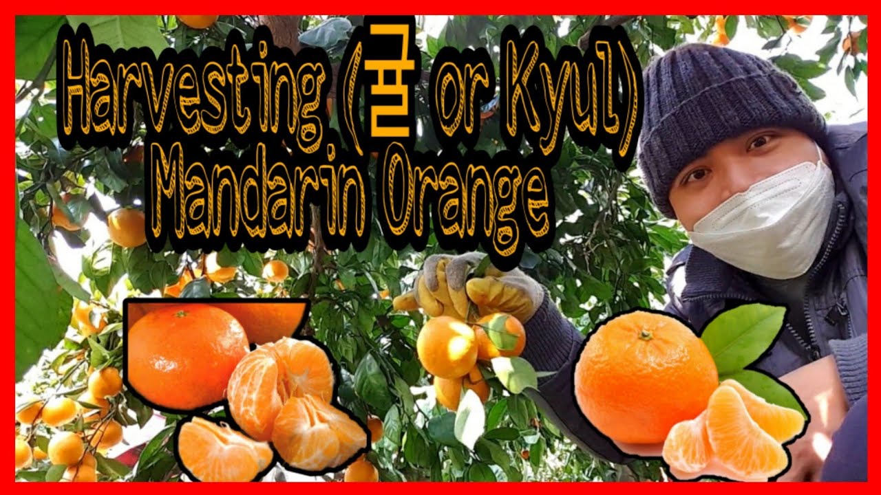 Harvesting 귤 or Kyul / Mandarin Orange #buhayofw #SouthKorea - YouTube