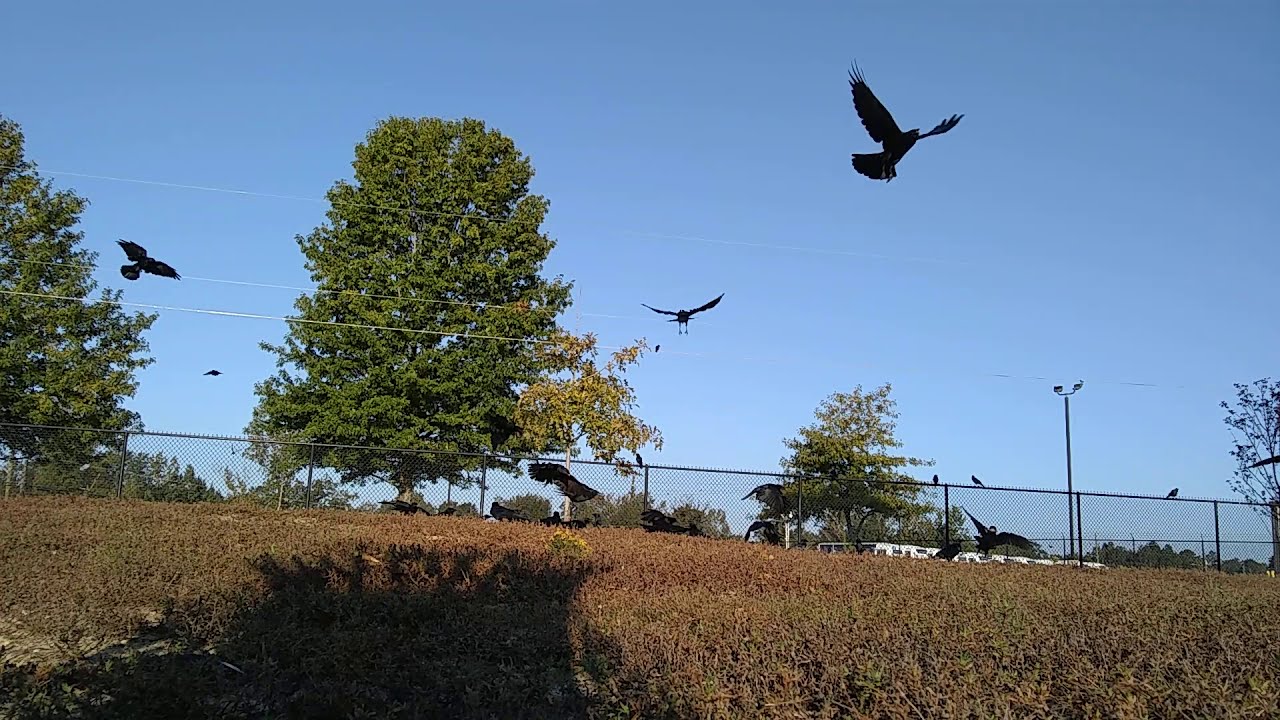 Crow feeding, 18 October 2020 - YouTube