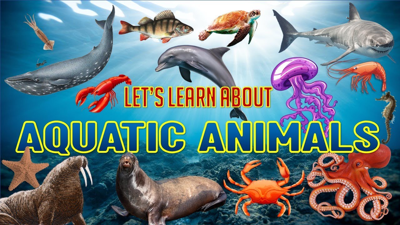 Aquatic Animals Names in English with Pictures | Water Animals for Kids ...
