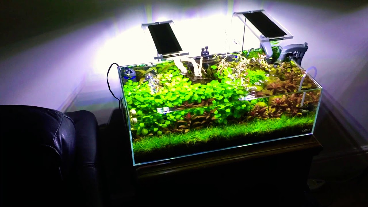 #59 Shallow tank ADA 60F - YouTube