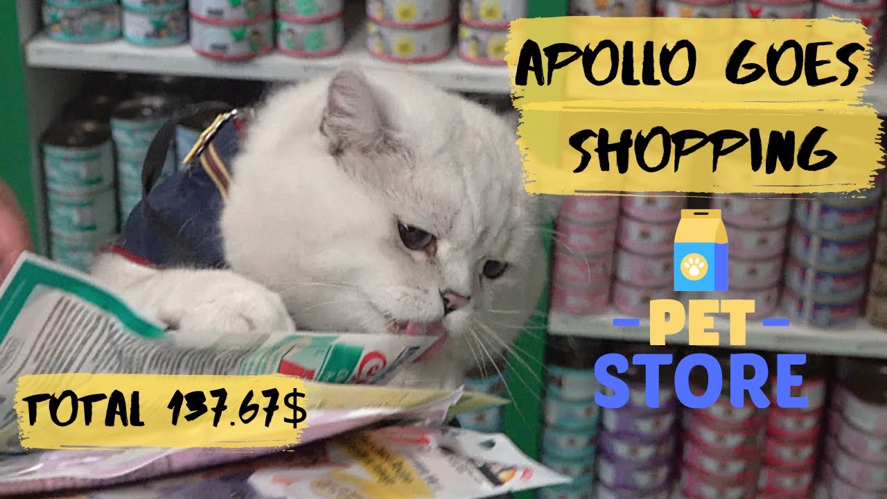 Big British shorthair cat Apollo goes shopping and buys everything he ...