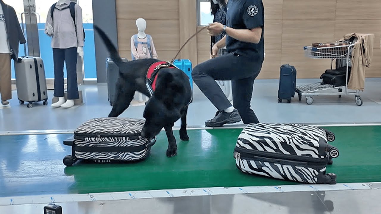 New life for retired sniffer dogs - YouTube