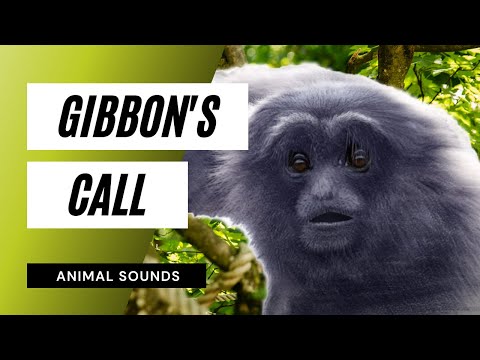 The Animal Sounds: Gibbon's Call / Sound Effect / Animation - YouTube
