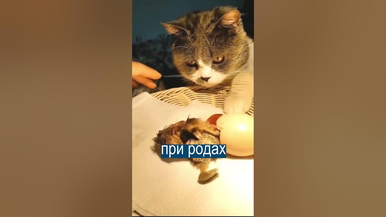 Кошка вообразила себя курицей и высидела яйца - YouTube