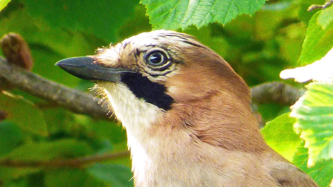 Sojka obecná - The Eurasian jay (Garrulus glandarius) - YouTube