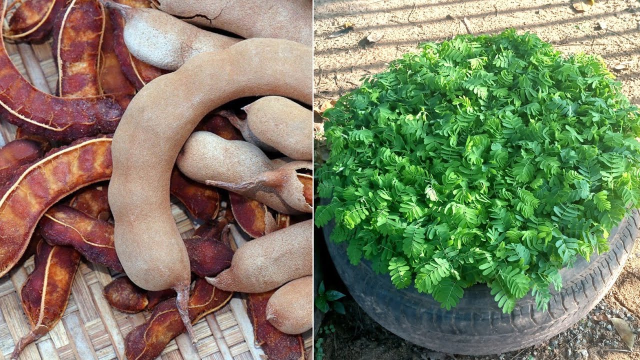 How to grow tamarind faster #1 - my agriculture - YouTube