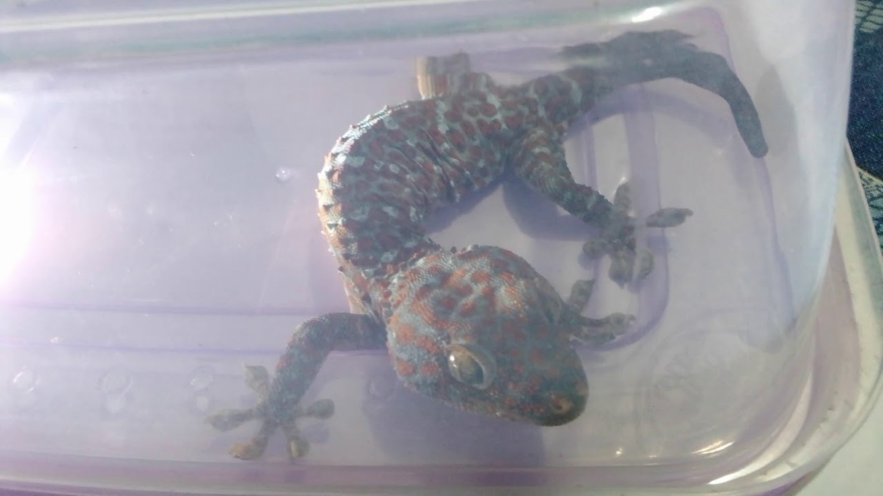 Musang Tuko ko Swertihin na, Yayaman kapa(Tukay/Gecko 🦎 lizard) - YouTube