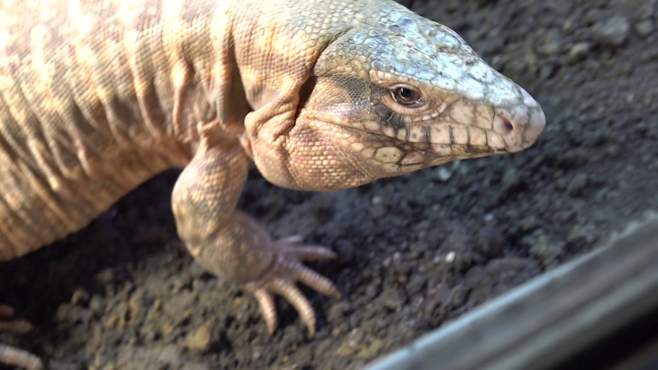 Red tegu out of hibernation(brumation) - YouTube