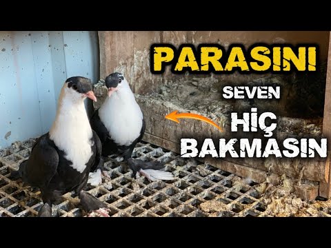 SOKAĞA ATLAYAN KUŞUMUZU BULDUK ! Parasını seven sormasın ☺️