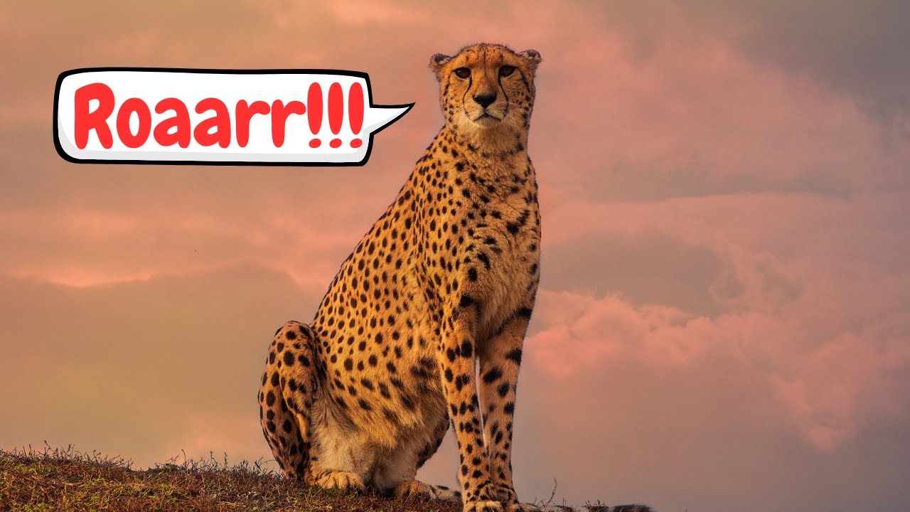 Cheetah Sounds in the Wild for Kids #cheetahsound #wildlifesounds - YouTube