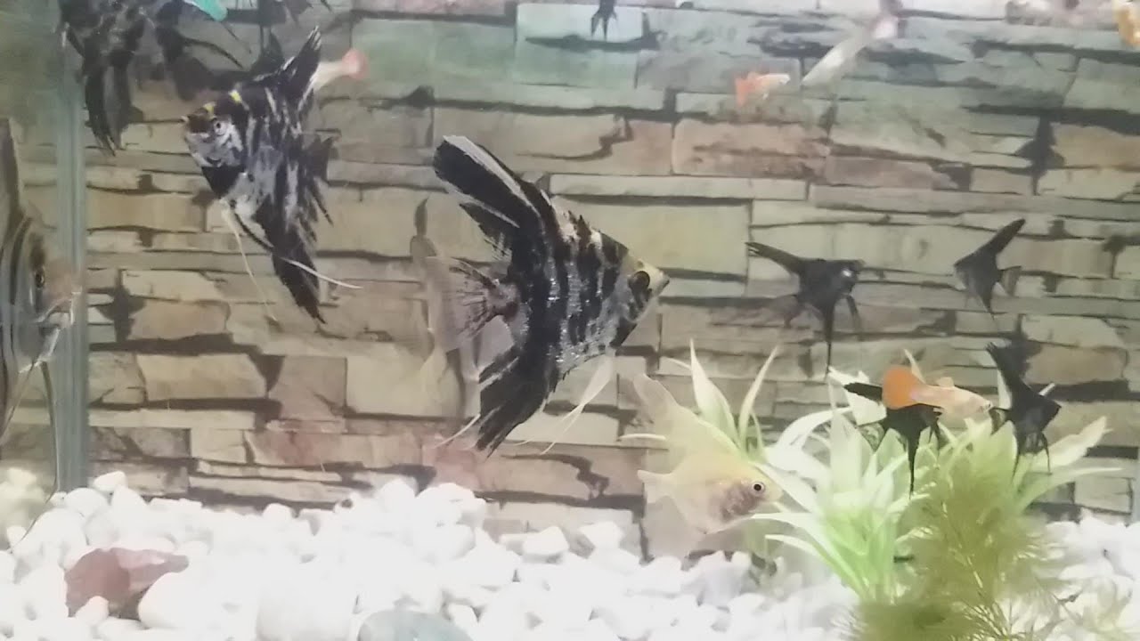 My Small Aquarium | Angelfish in My Mini Fish Tank | Angelfish - YouTube