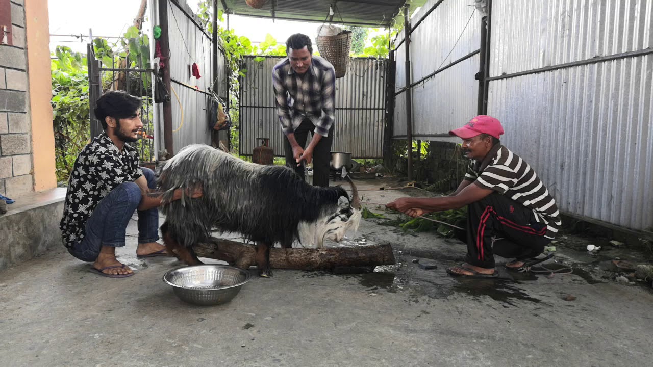 Dashain Ko Chyangra Kateko Video - YouTube