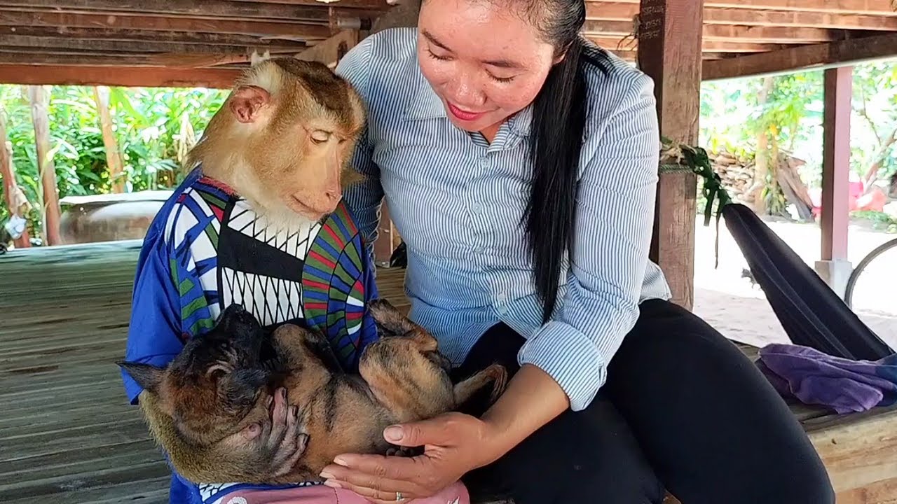 Mother Teaching SokYaa Comfort And Care For Puppy Will MELT Your Heart ...