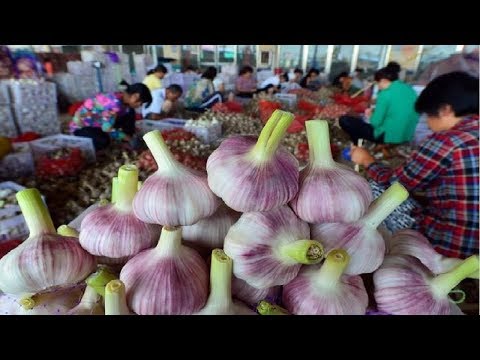 Japan Garlic Farm and Harvest - Amazing Japan Garlic Agriculture Technology Farm