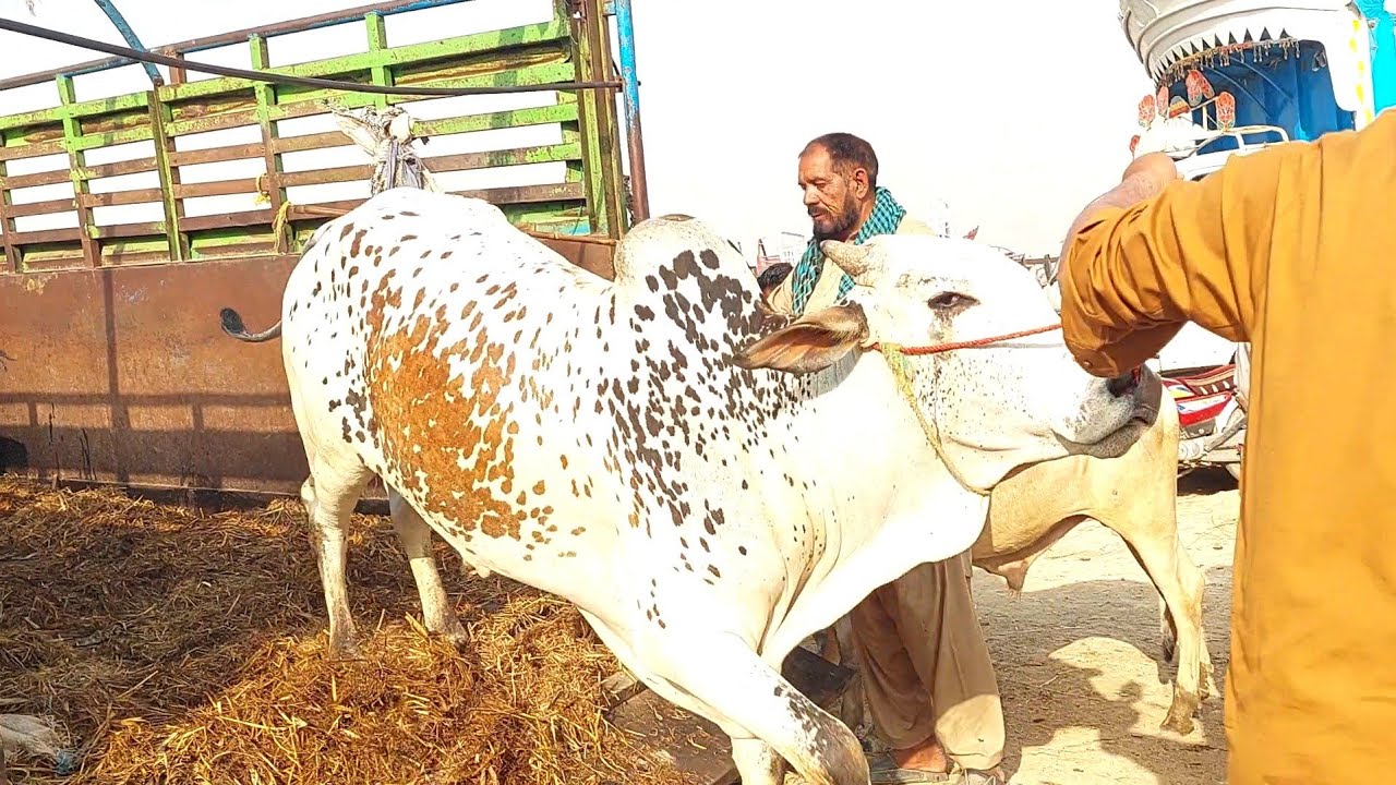 Bull Technology unloading || Msa cattle life - YouTube