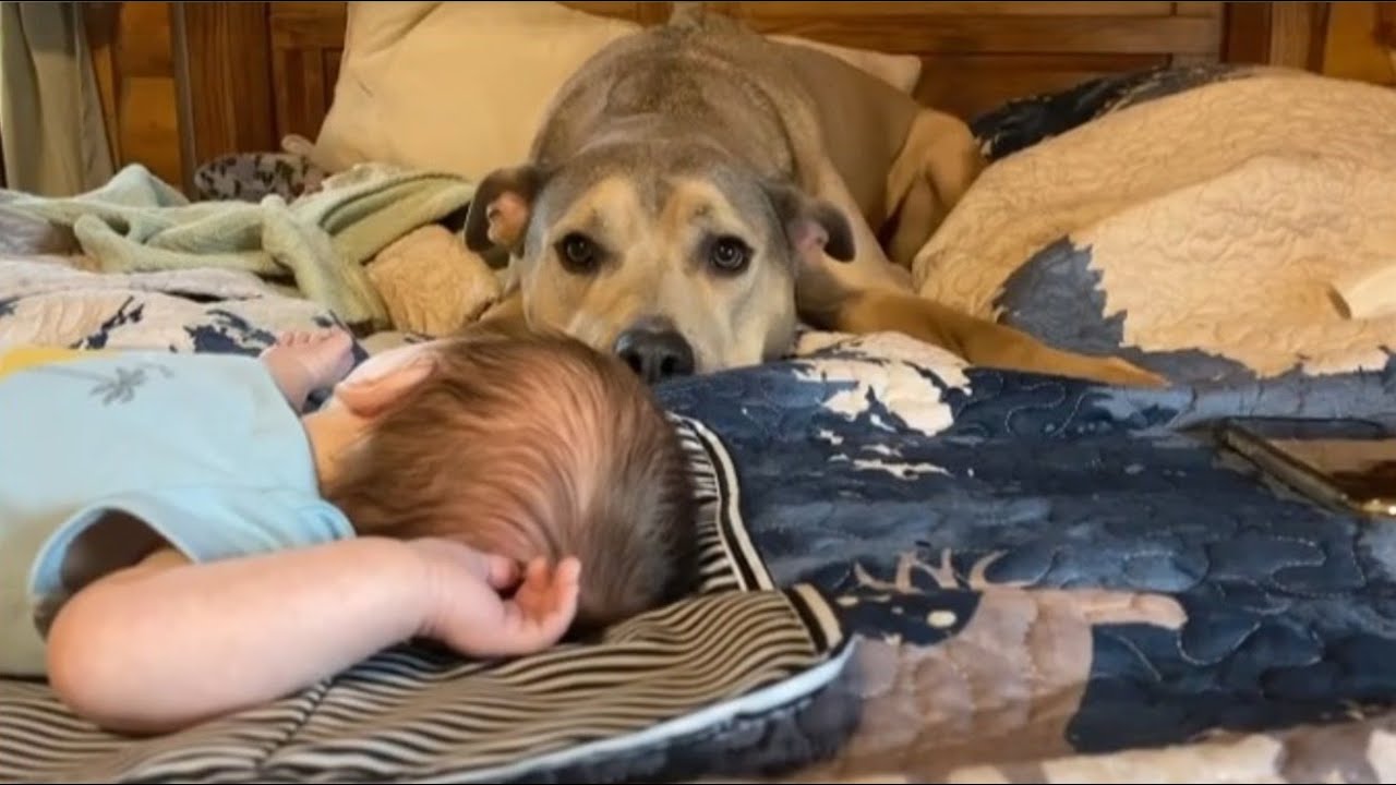 This Scared Pit Bull Finally Found the Family That Saved His Life - YouTube
