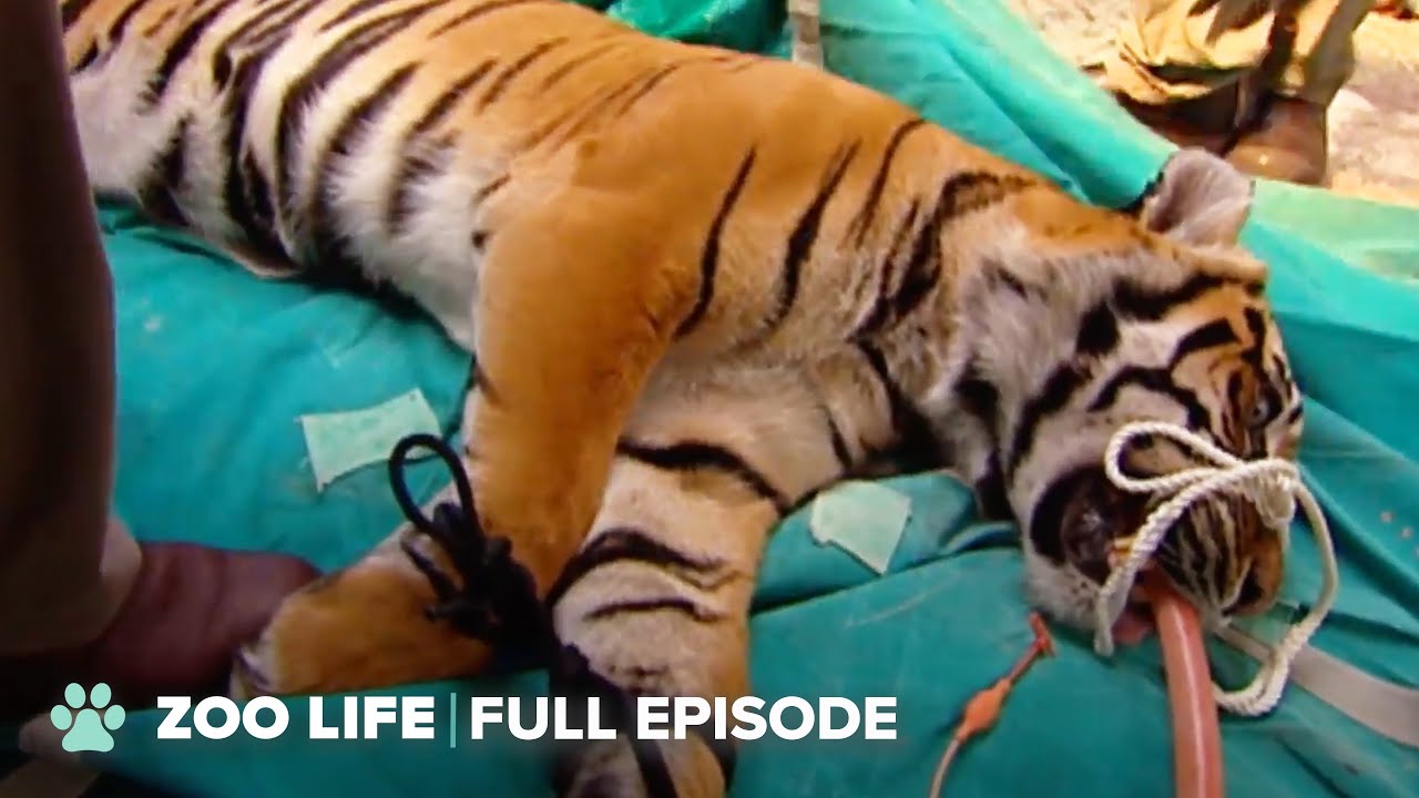 A High Stakes Health Check! Big Tiger Goes Under | The Zoo - YouTube
