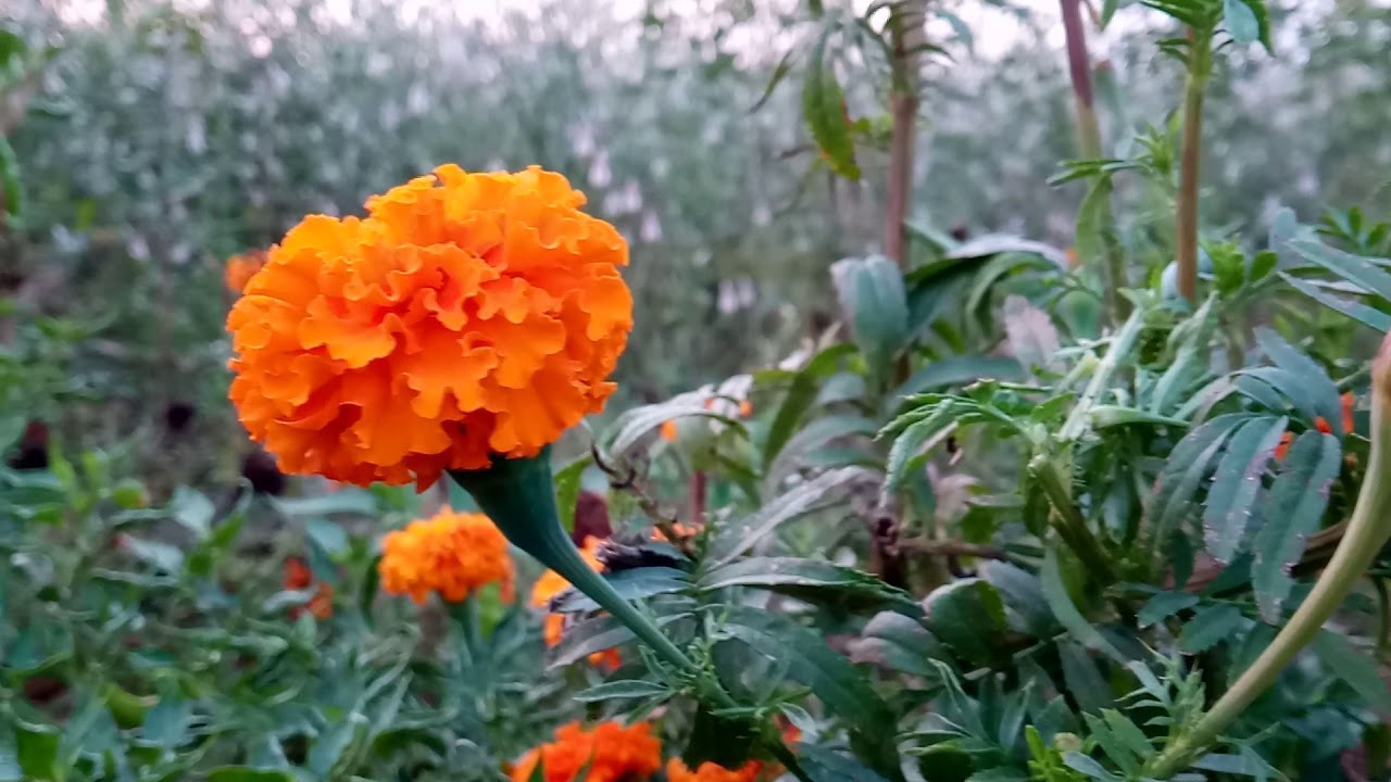 Video effect Banti puvvu - YouTube