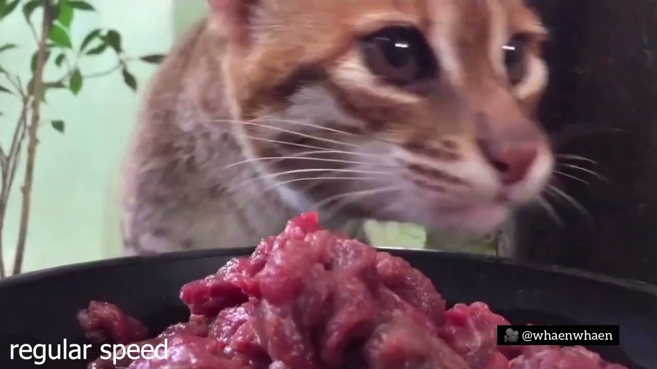 Flat-headed cat Nom Nom Nom Nom (meme) - YouTube