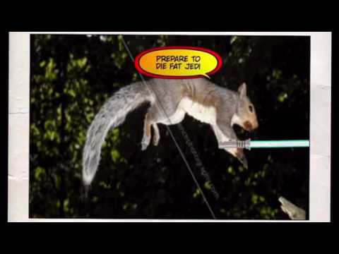 Sith vs Jedi squirrel - YouTube
