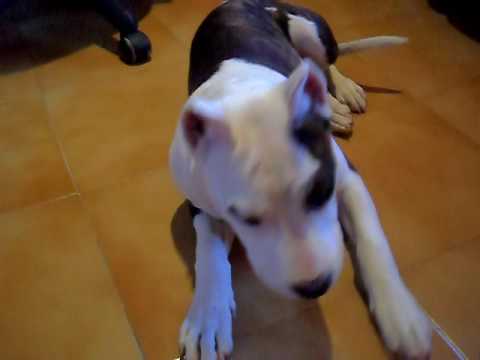 Jade - Como se pide, tumbada, muerta 2