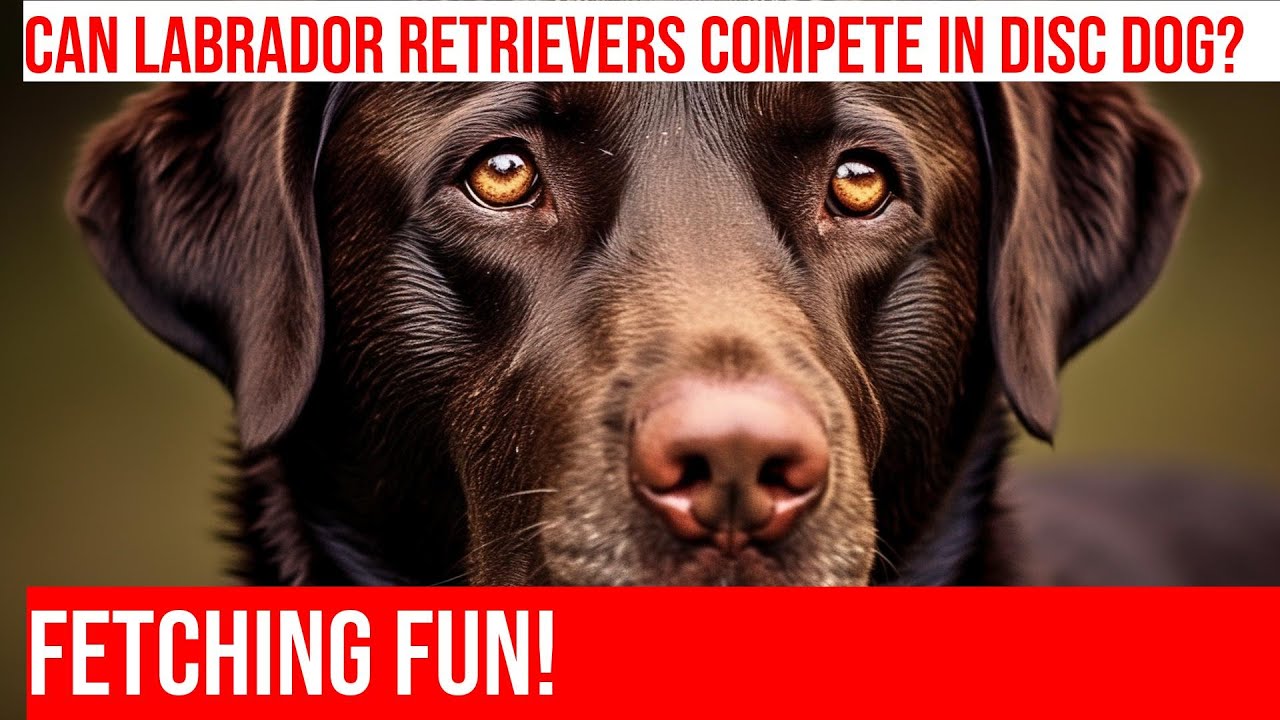 Labrador Retriever Disc Dog: Amazing Tricks & Catch! - YouTube