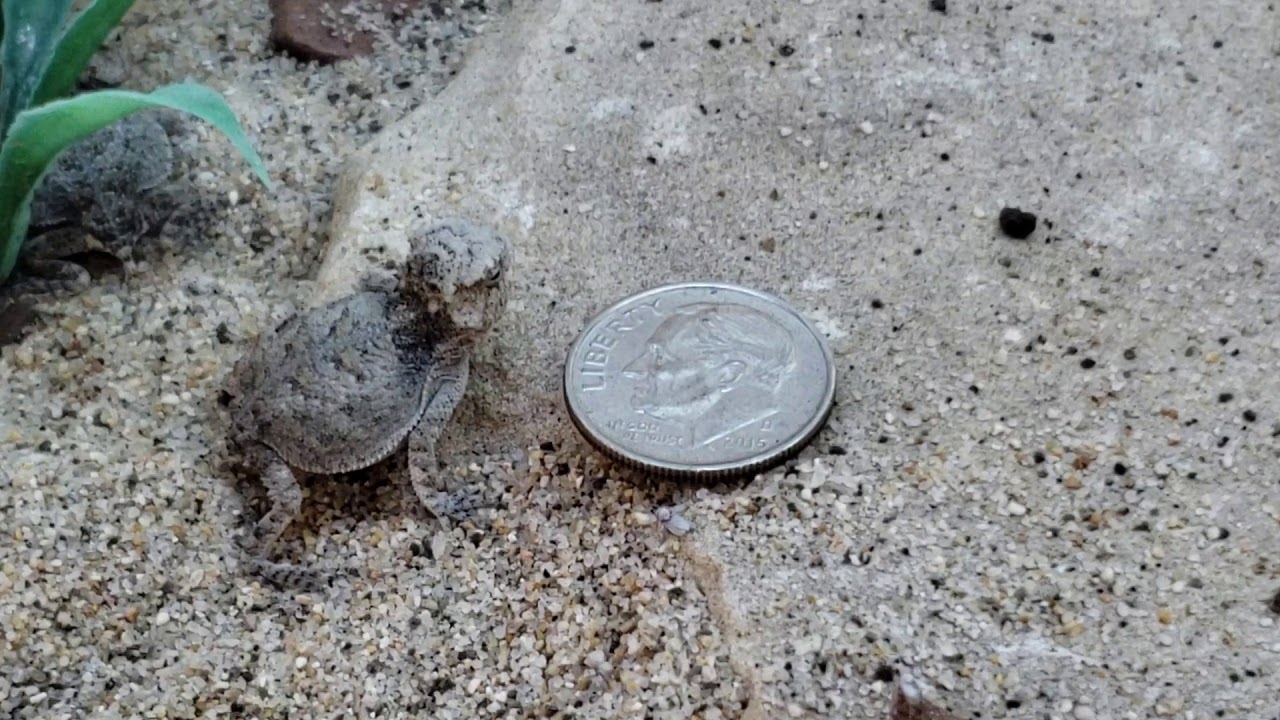 First ever captive bred short tailed horned lizard (Phrynosoma ...