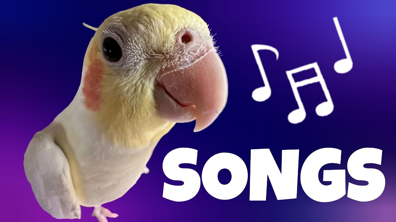 COCKATIEL SINGING | 5 Charming Songs to Make Your Cockatiel Happy and ...