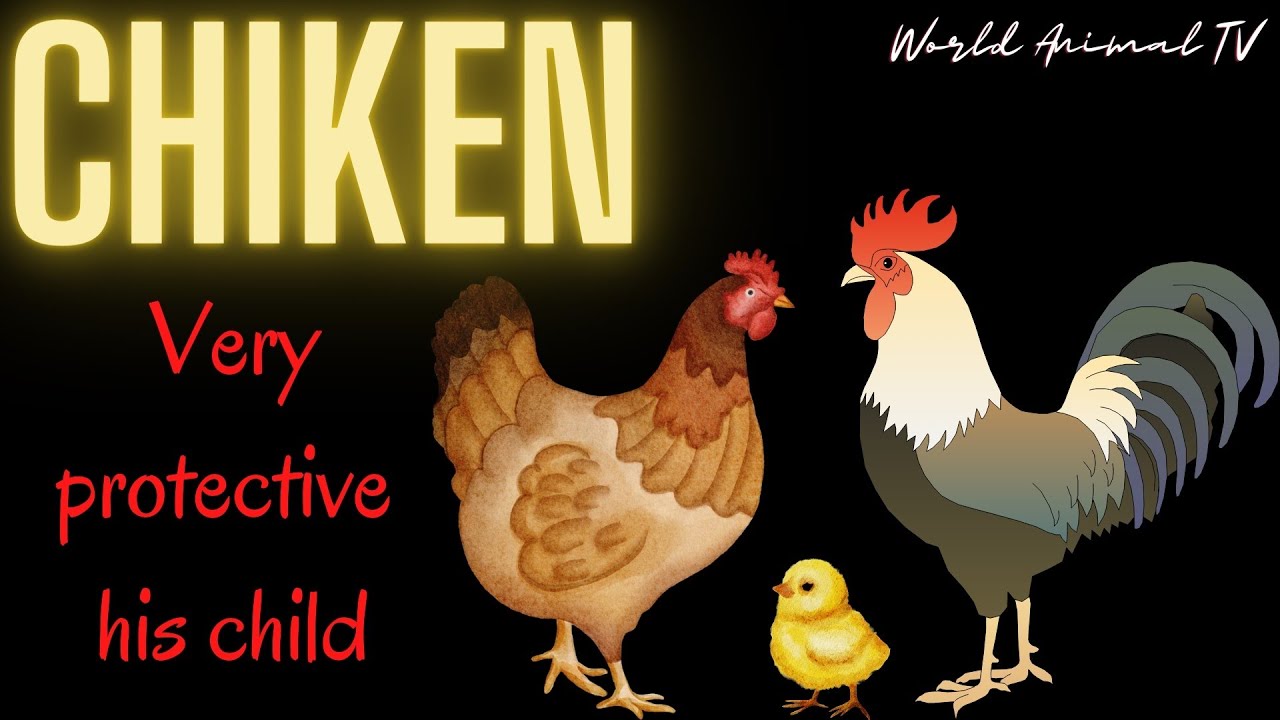 Chickens can communicate well with each other - YouTube