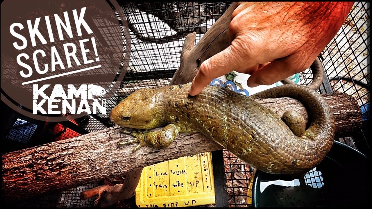 Close call with the Monkey Tailed Skinks! - YouTube