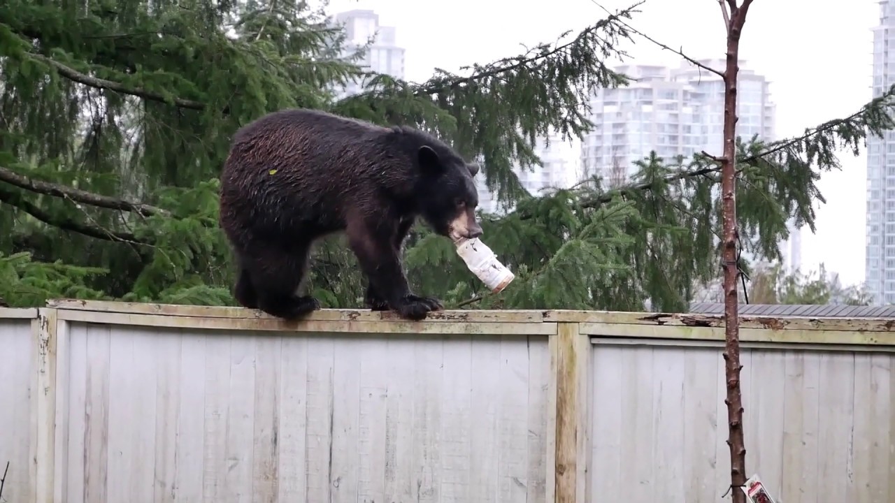Bear in my Backyard Coquitlam Dec 21 2019 - YouTube