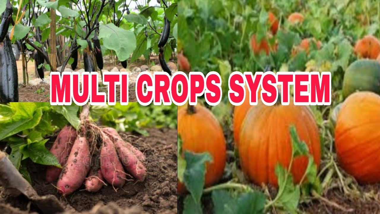 #LEARN HOW TO PLANT MULTI CROPS - YouTube