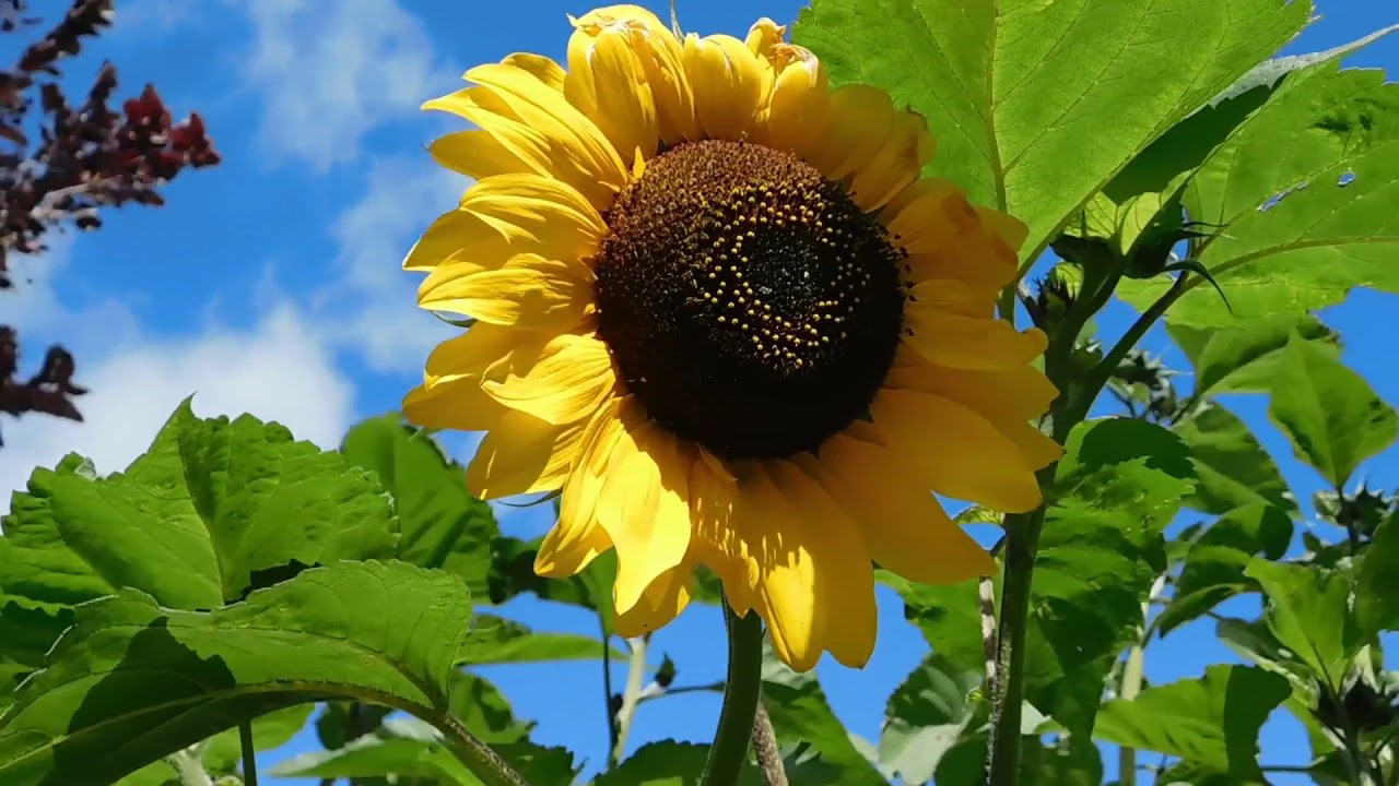 Sunflower Blowing in the Autumn Fall Breeze | ASMR Ambience to Relax ...