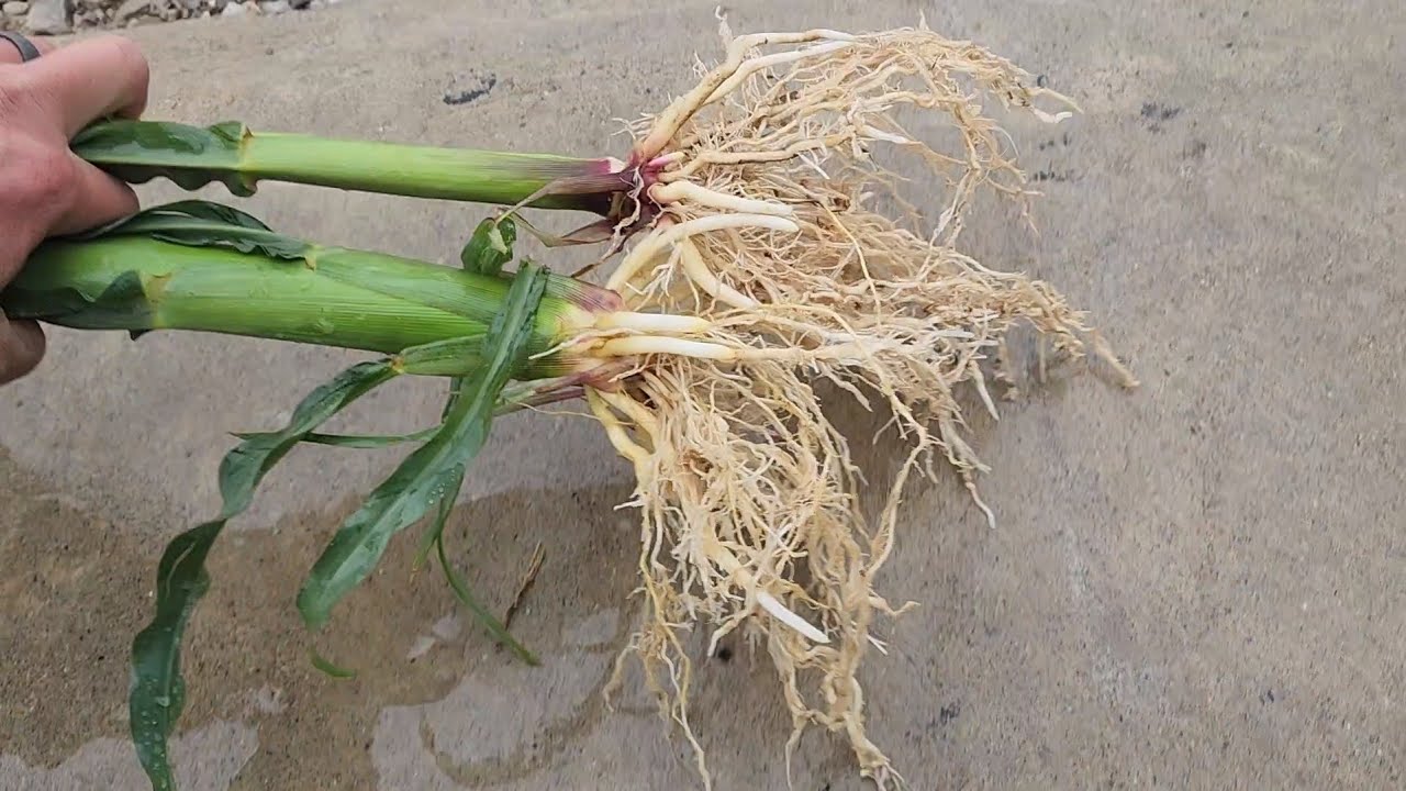 Root Dig Reveals Problems - YouTube